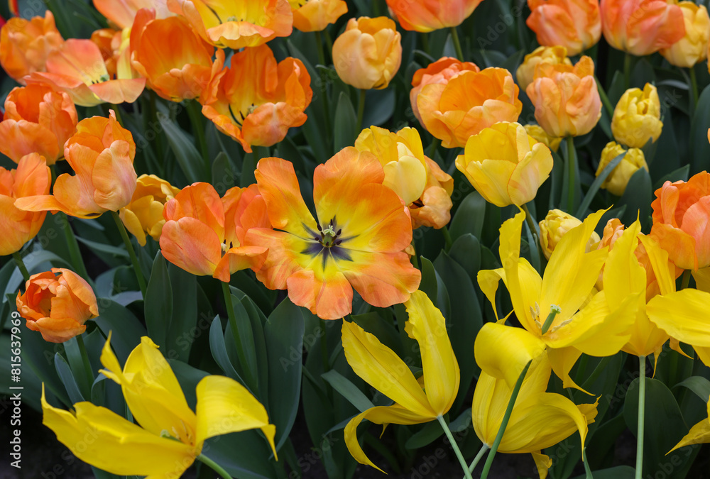 Yellow and orange tulip called Daydream. Darwinhybrid group. Tulips are ...
