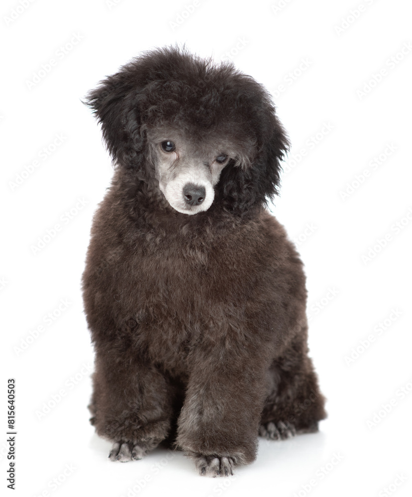 Cute young black poodle poppy sitting in front view and looking at ...