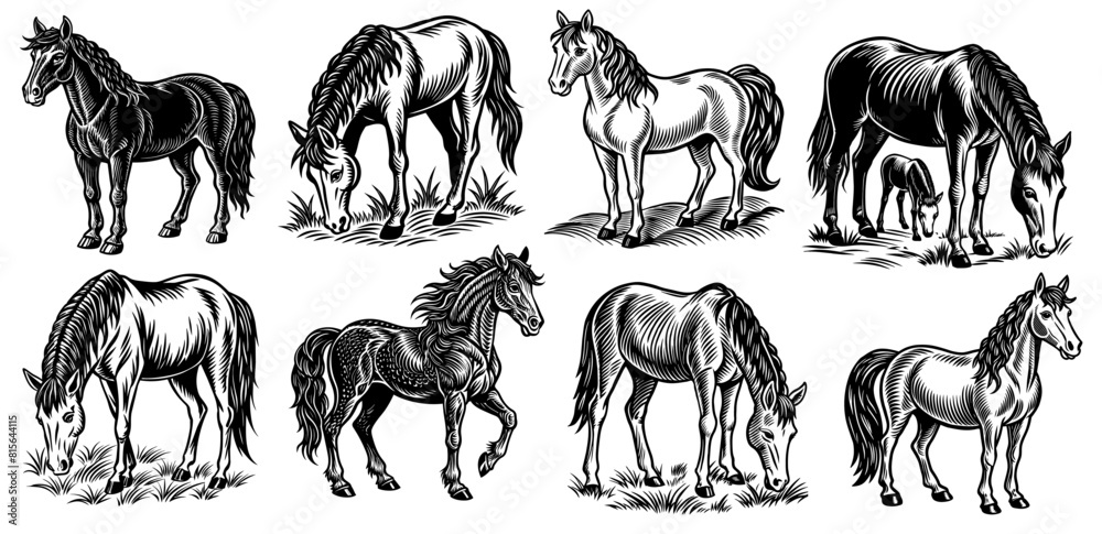 Detailed set of eight black and white illustrations showcasing a ...