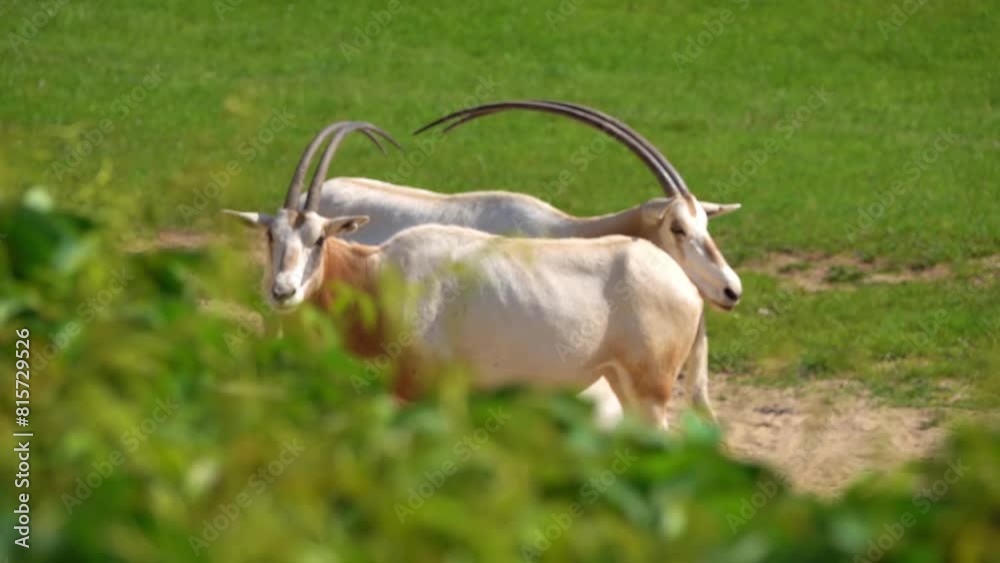 Vidéo Stock Scimitar oryx or scimitar-horned oryx (Oryx dammah, Sahara ...
