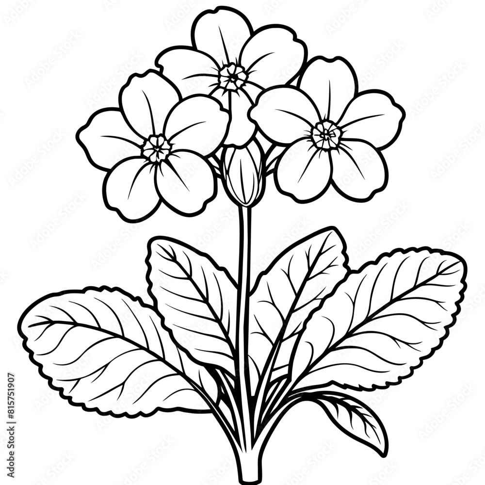 Primrose flower outline illustration coloring book page design ...