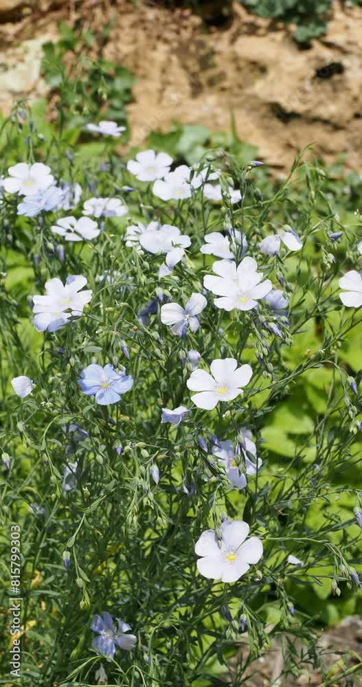 Linum perenne | Perennial flax or Blue flax 'Nanum Saphir' A bushy ...