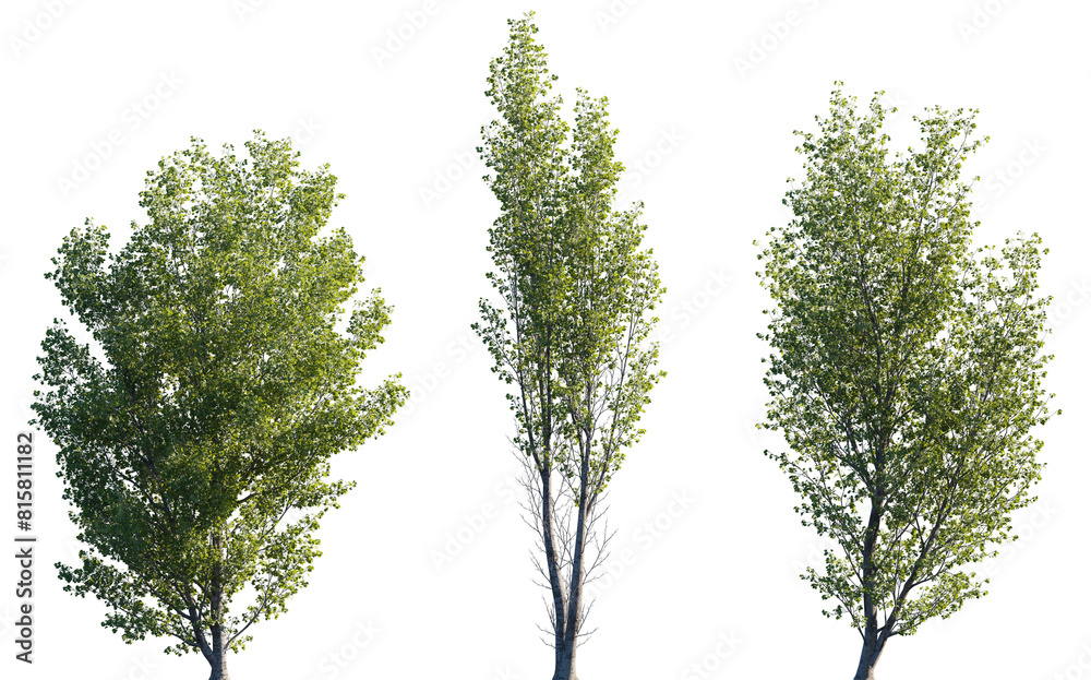 Populus × tomentosa frontal set trees isolated png in sunny daylight on ...