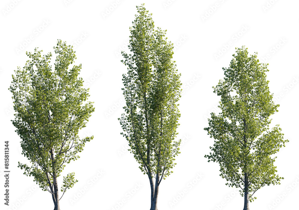 Populus × tomentosa frontal set trees isolated png in sunny daylight on ...