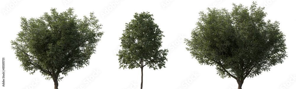 Fagus longipetiolata beech tree frontal set of street isolated png on a ...