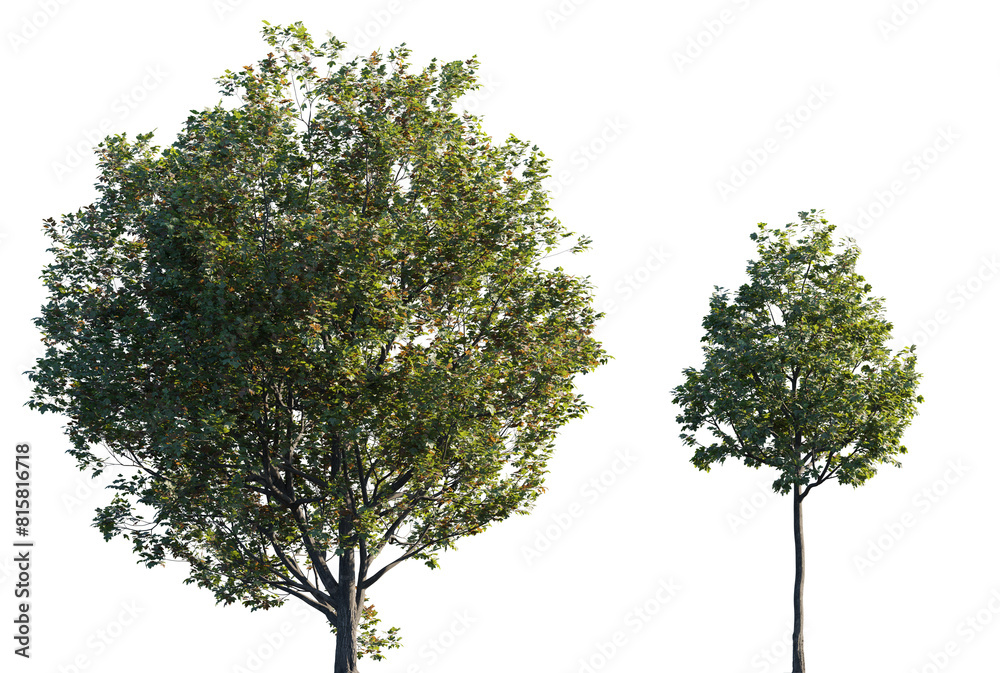 Acer monspessulanum frontal set trees\bush Montpellier maple isolated ...