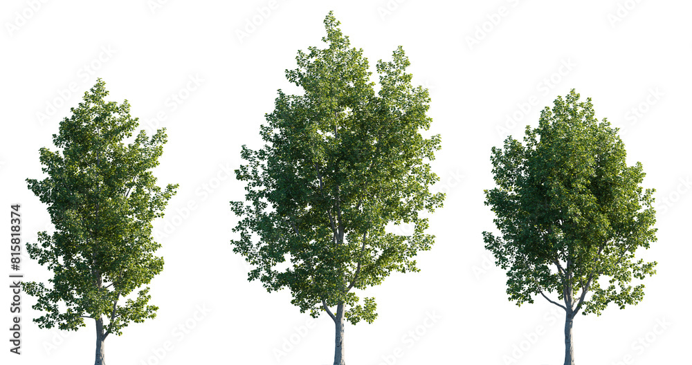 Populus tremula set street summer trees medium and small isolated png ...