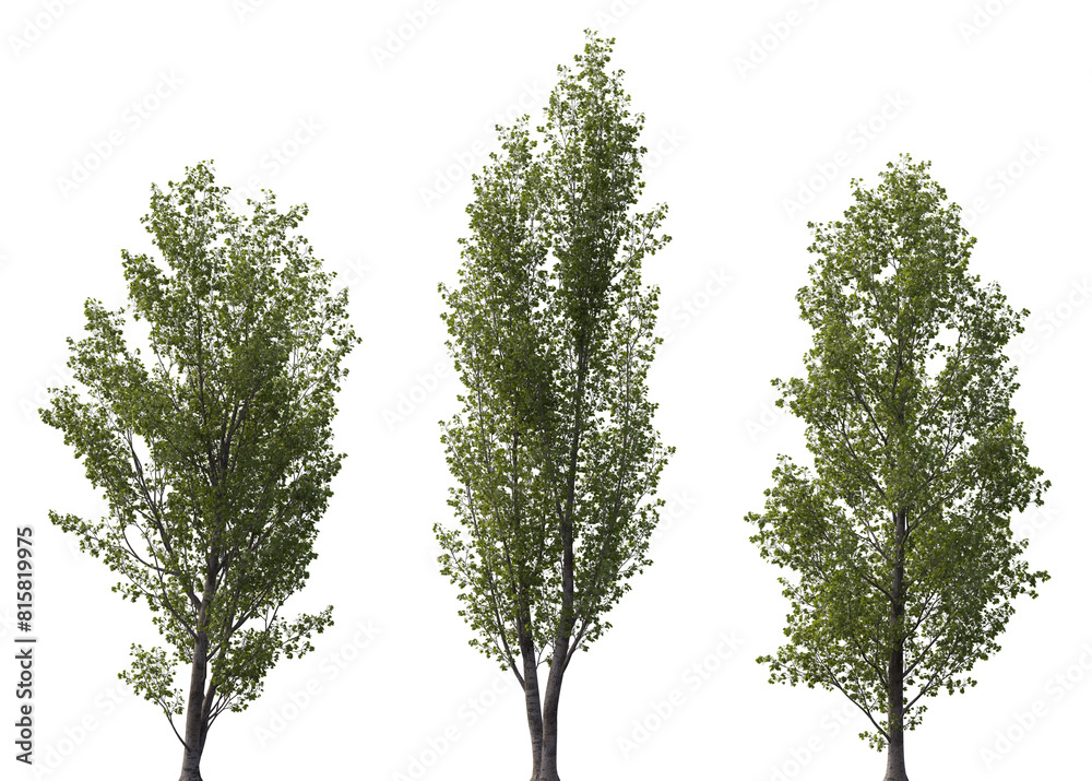 Populus × tomentosa frontal set trees isolated png in sunny daylight on ...