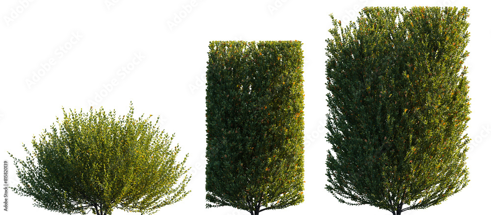 Buxus sinica set frontal bush shrub isolated png on a transparent ...