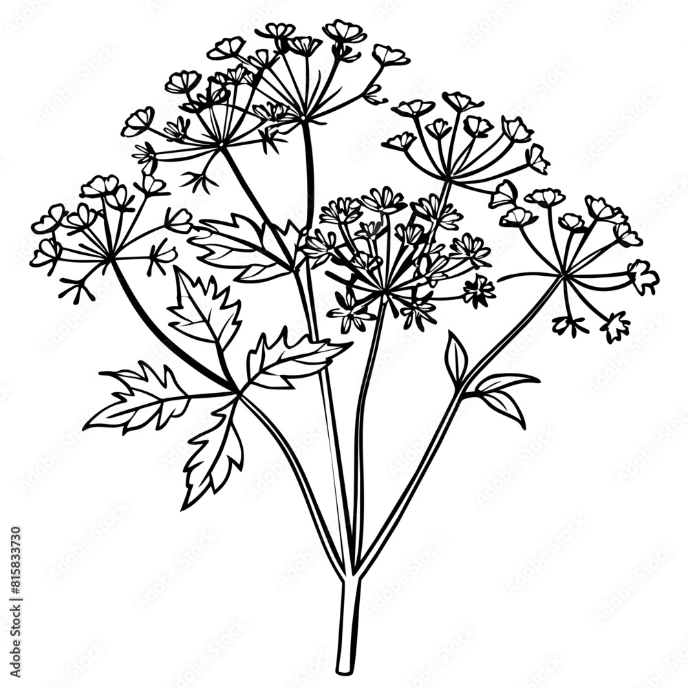 Queen Anne Lace flower outline illustration coloring book page design ...