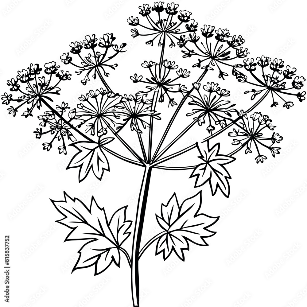 Queen Anne Lace flower outline illustration coloring book page design ...