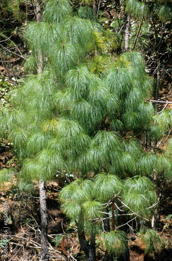 Pinus wallichiana, Pin de l'Himalaya Stock Photo | Adobe Stock