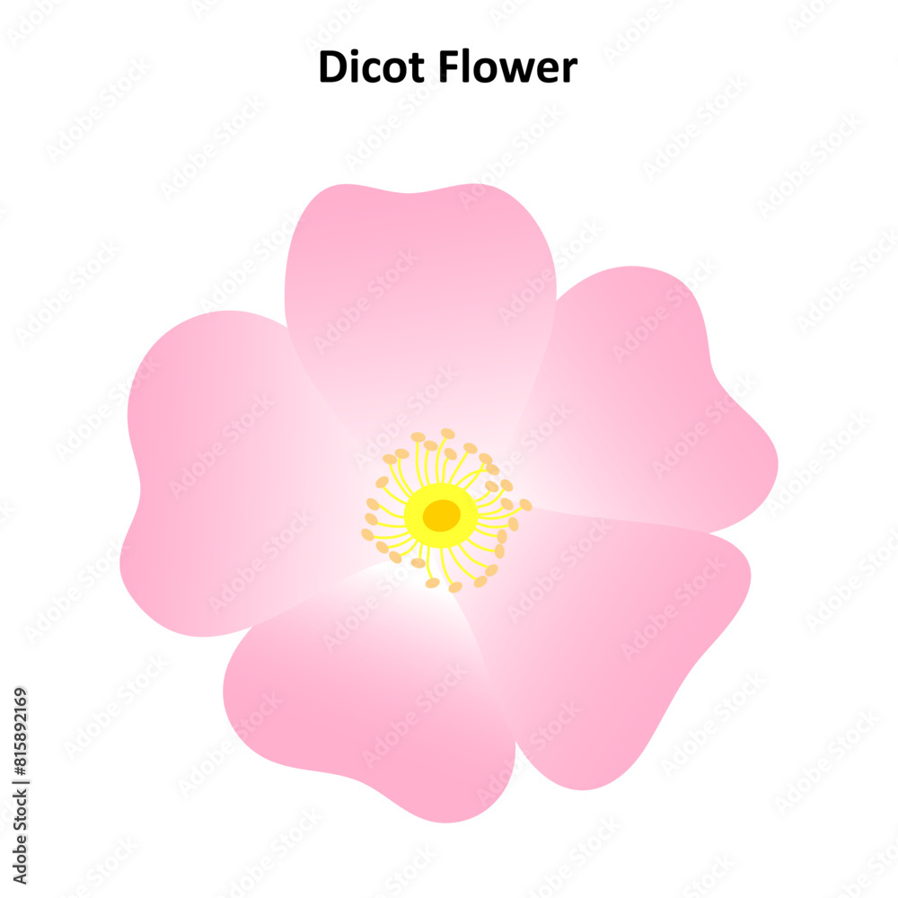 Dicot flower. The structure of a rose flower. Diagram. vector de Stock ...