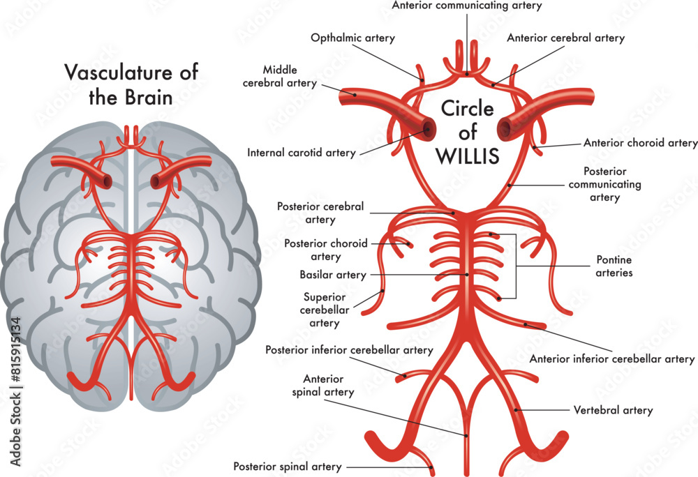 Schematic medical illustration of Circle of Willis, a part of the ...