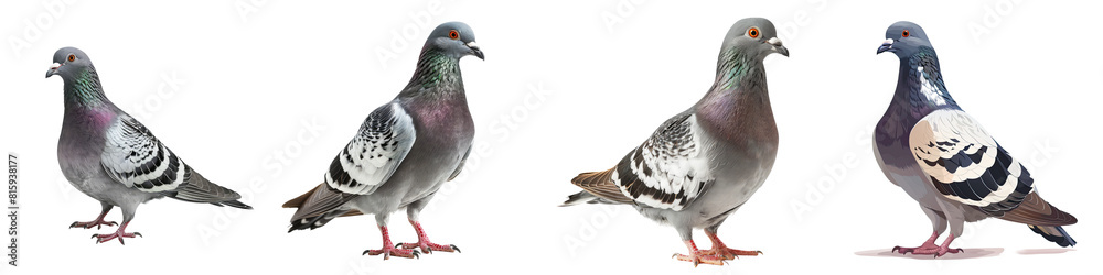 Dove, Paloma doméstica con fondo verde y negro, The Ave la Turca a ...