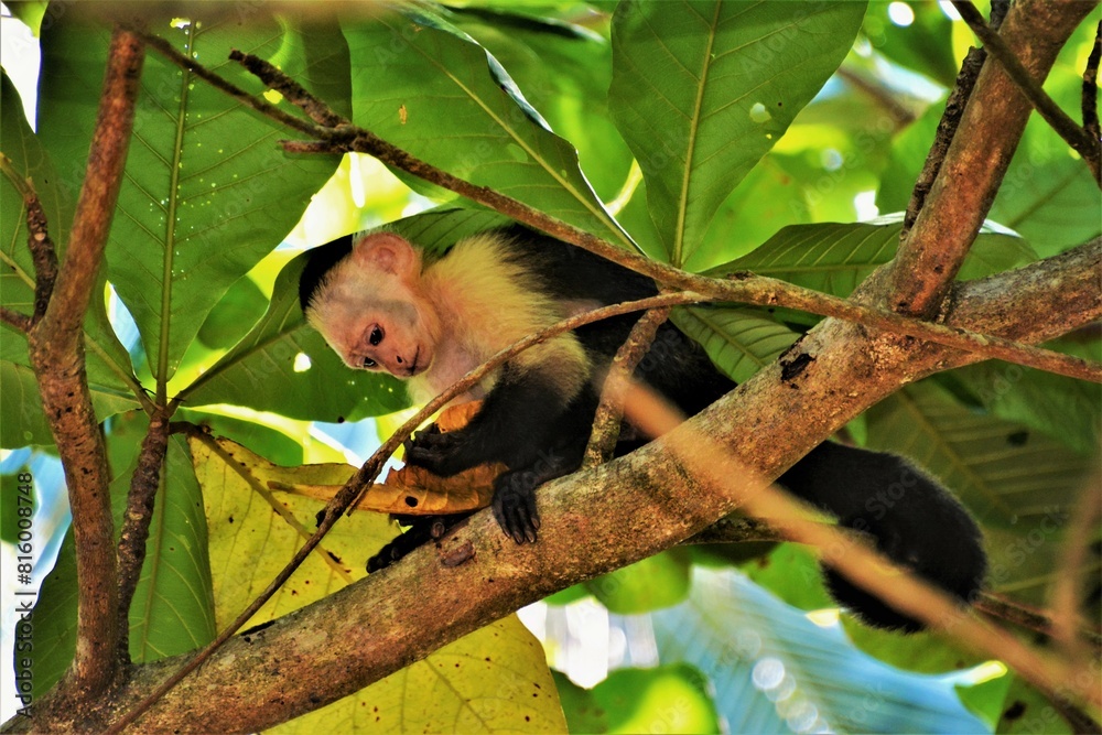 Panamanian white-faced capuchin (Cebus imitator) - a medium-sized ...