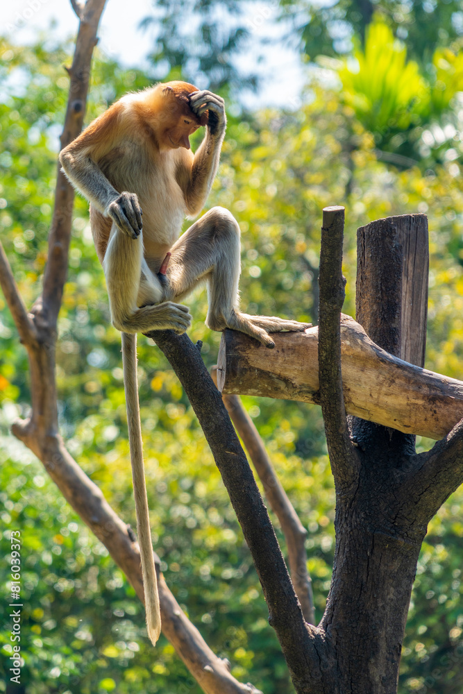 The proboscis monkey (Nasalis larvatus) or long-penis monkey is a type ...