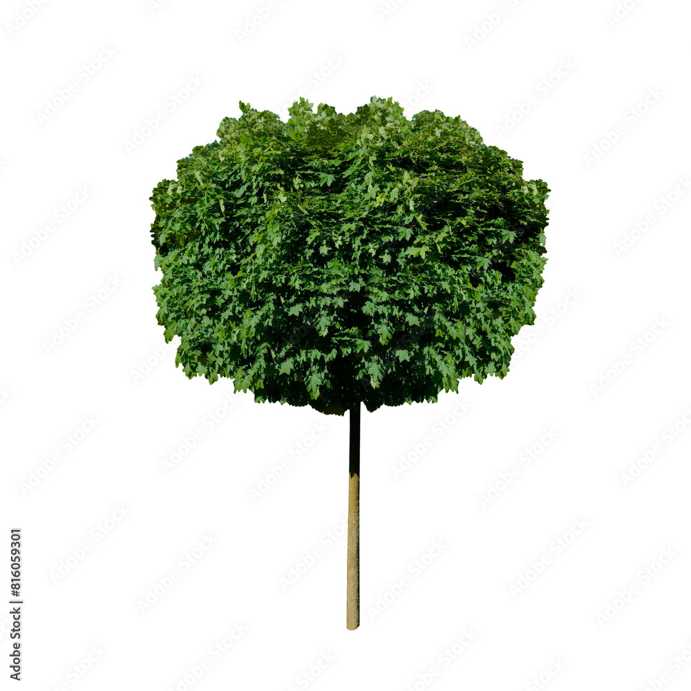 Tree Globe Maple (Acer platanoides 'Globosum') - on isolated ...