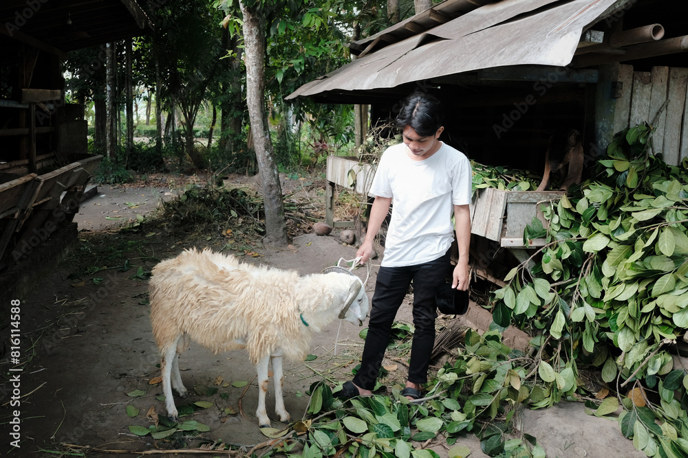 happy man carrying a goat on the farm. eid al adha concept Stock Photo ...