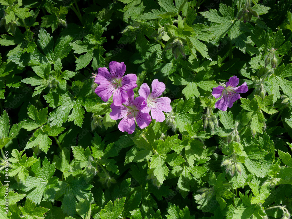 Geranium hybrid gracile 'Sirak' or cranesbill. Densely bushy plant with ...