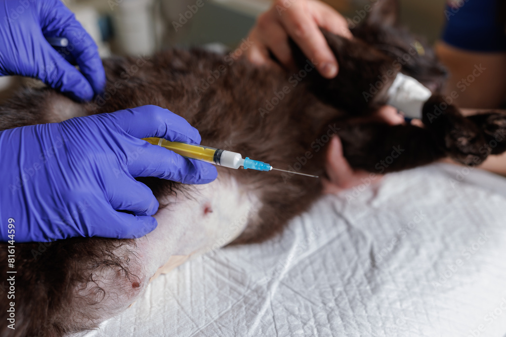veterinarian doctor gives an injection to an animal cat, veterinarian ...