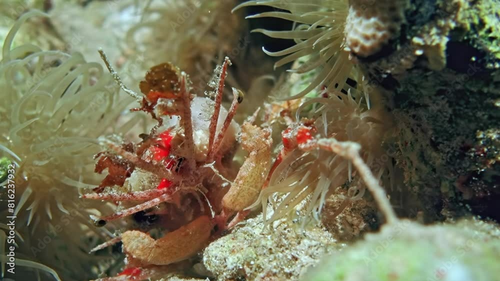 High-detail portrayal of spider crab (Stenorhynchus seticornis ...