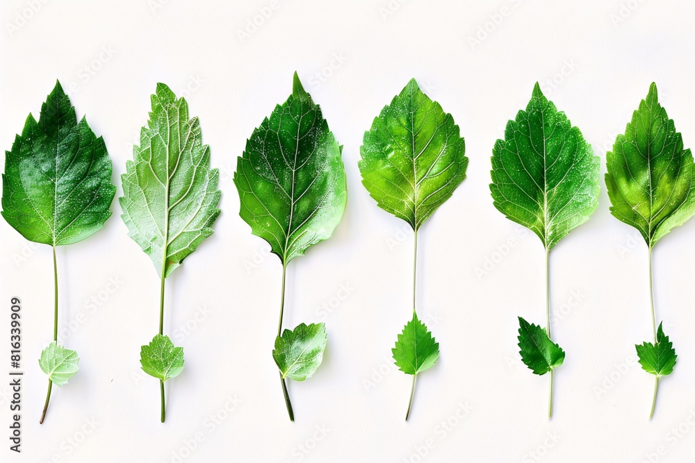 Stages of Plant Growth: A Visual Guide to Leaf Development Stock ...