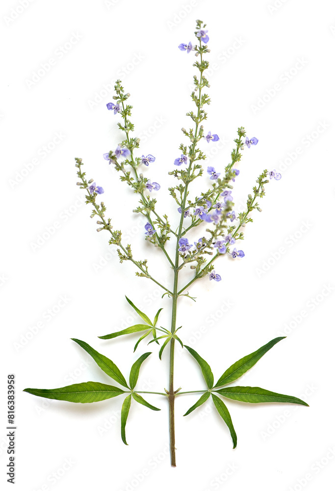 Five leaved chaste tree or Vitex negundo branch green leaf isolated on ...