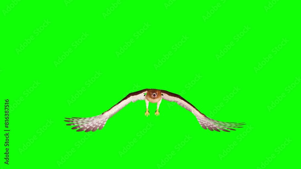 Red Tailed Hawk Raptor Bird - Flying Loop - Front View Close Up - Green ...