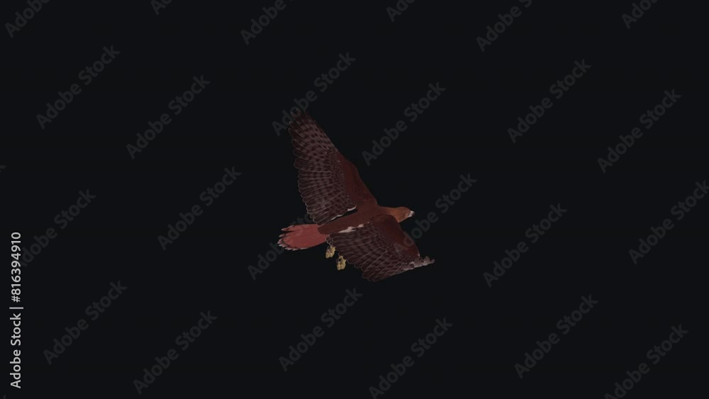 Red-Tailed Hawk Raptor Bird - Flying Loop - Top Back Angle View Close ...