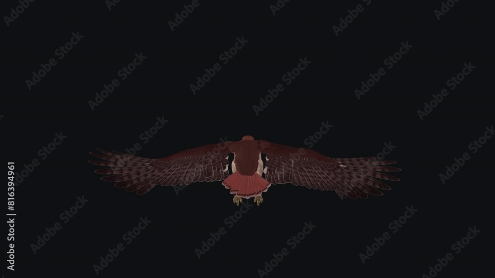 Red-Tailed Hawk Raptor Bird - Flying Loop - Back View Close Up - Alpha ...