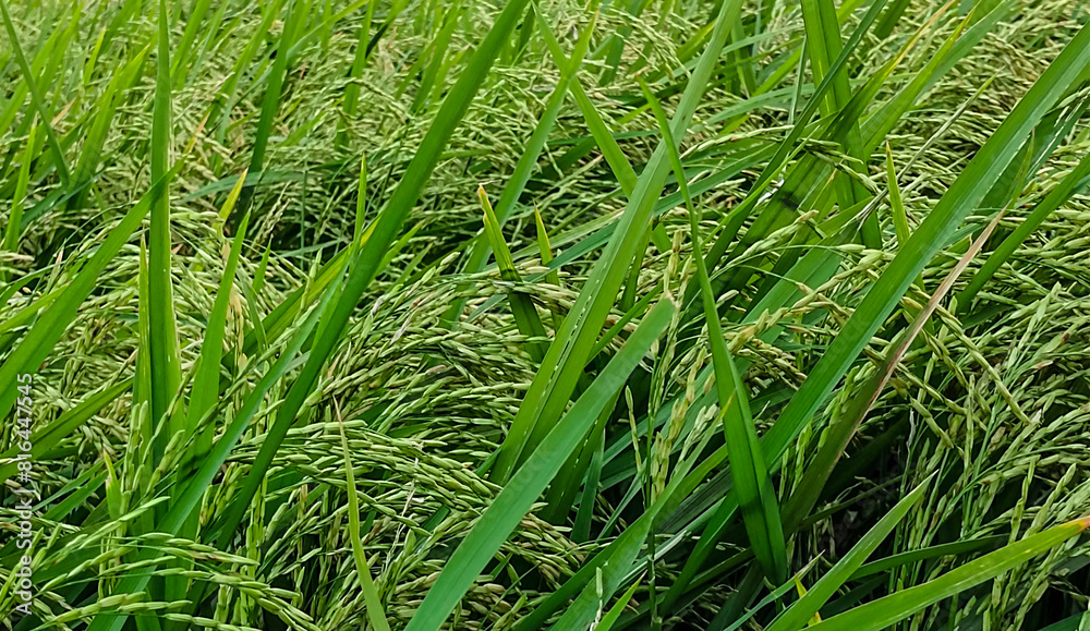 green rice field in the morning landscape photography, a close up of a ...