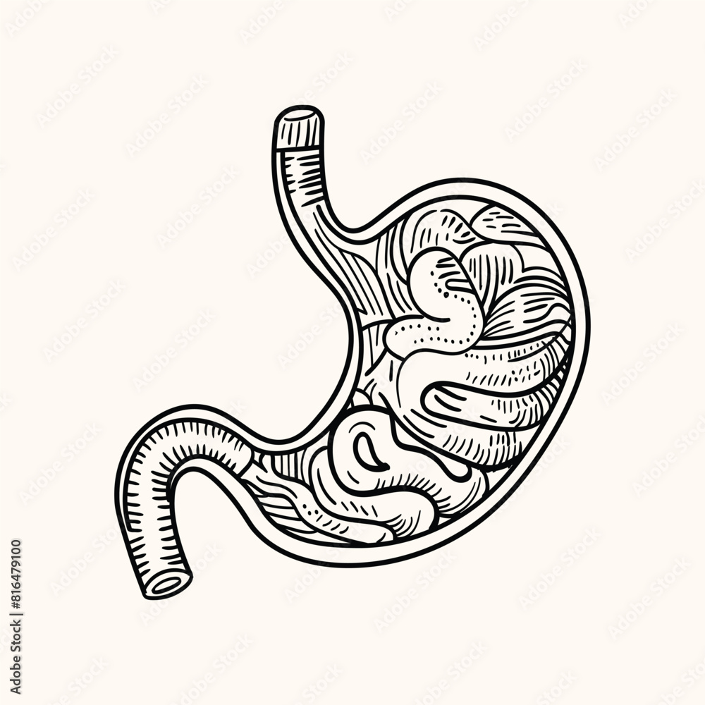 human stomach hand drawn sketch vector illustration Stock Vector ...
