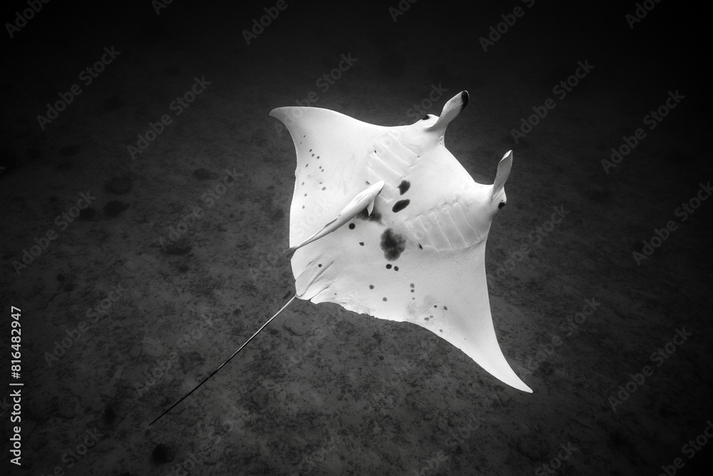 Black & white portrait of an inverted manta ray swimming over the reef ...