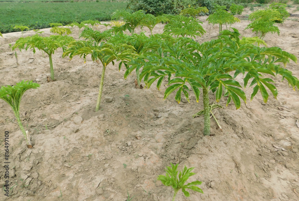 Porang (iles-iles), Amorphophallus muelleri. Porang is usually ...