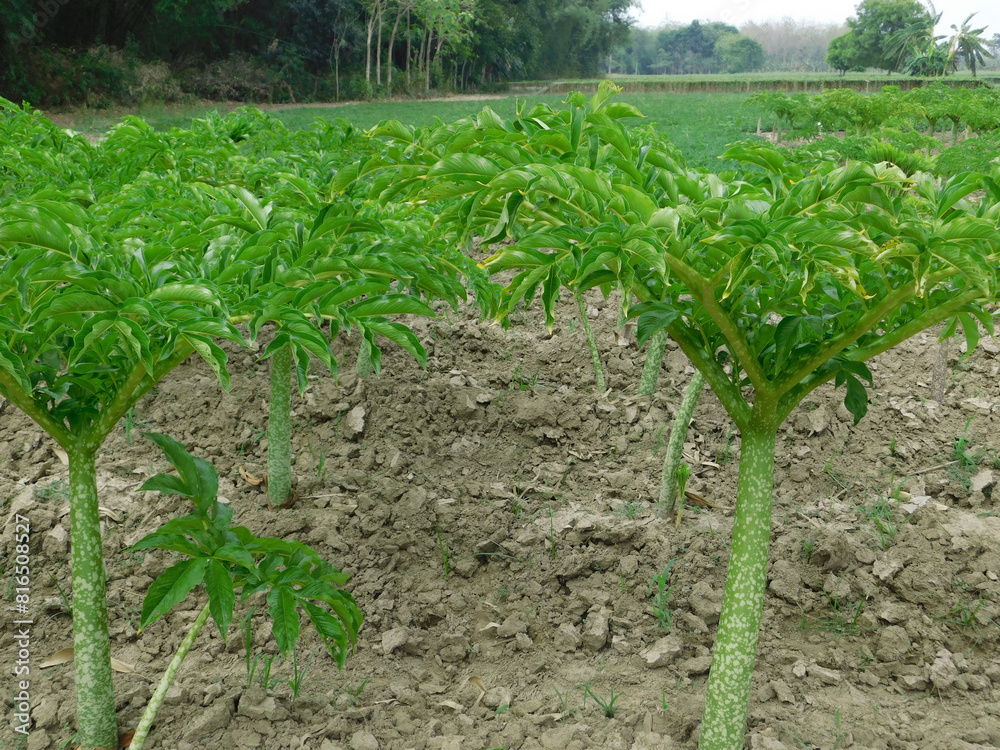 Porang farm or Amorphophallus muelleri Blume also known as porang, iles ...