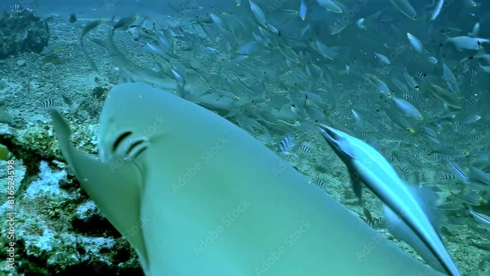 Close-up slow motion underwater shot captures a white-tip reef shark ...