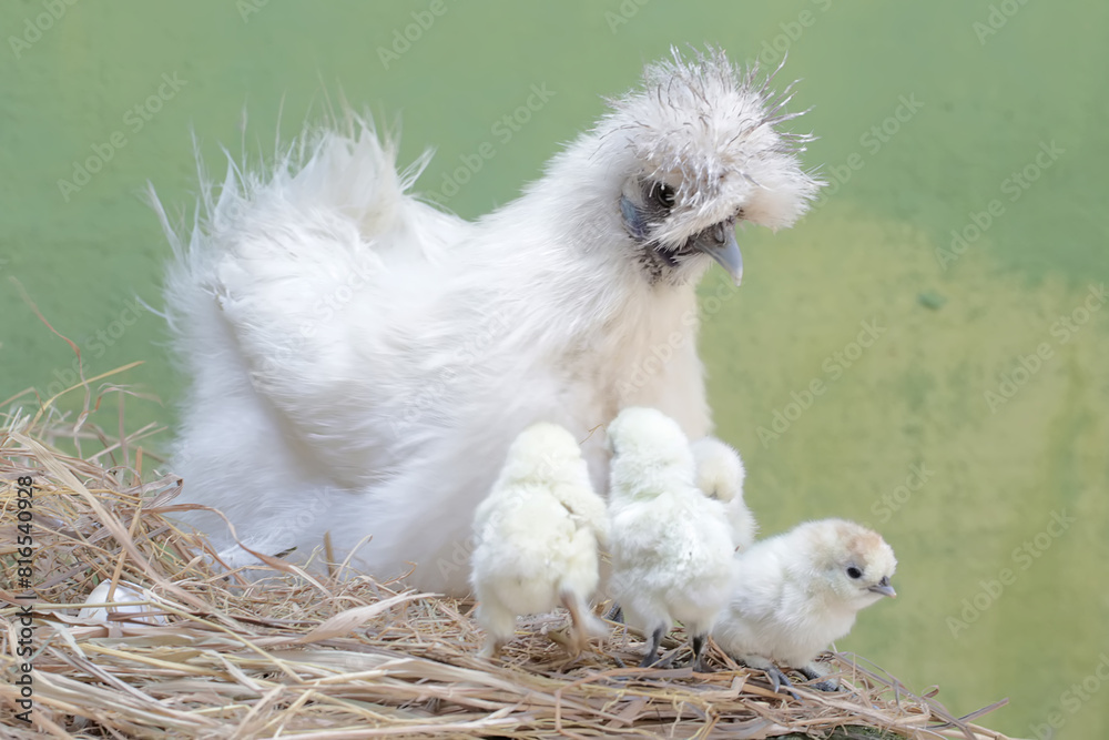 An adult female silkie chicken is looking after her newly hatched ...