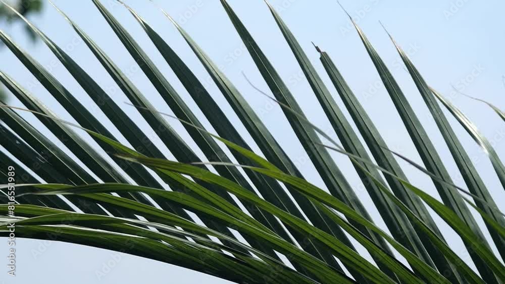 Nypa, Atap palm, Nipa palm, Mangrove palm background natural leaf green ...