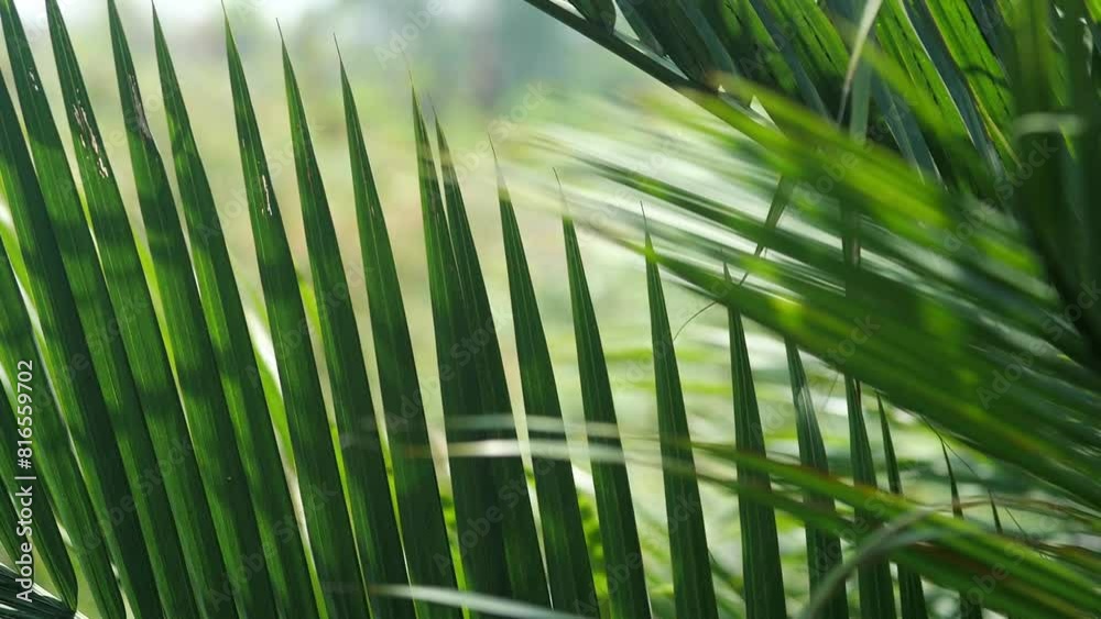 Nypa, Atap palm, Nipa palm, Mangrove palm background natural leaf green ...