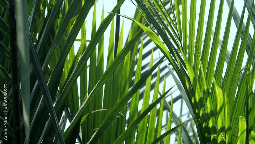green grass in the wind Nypa, Atap palm, Nipa palm, Mangrove palm ...