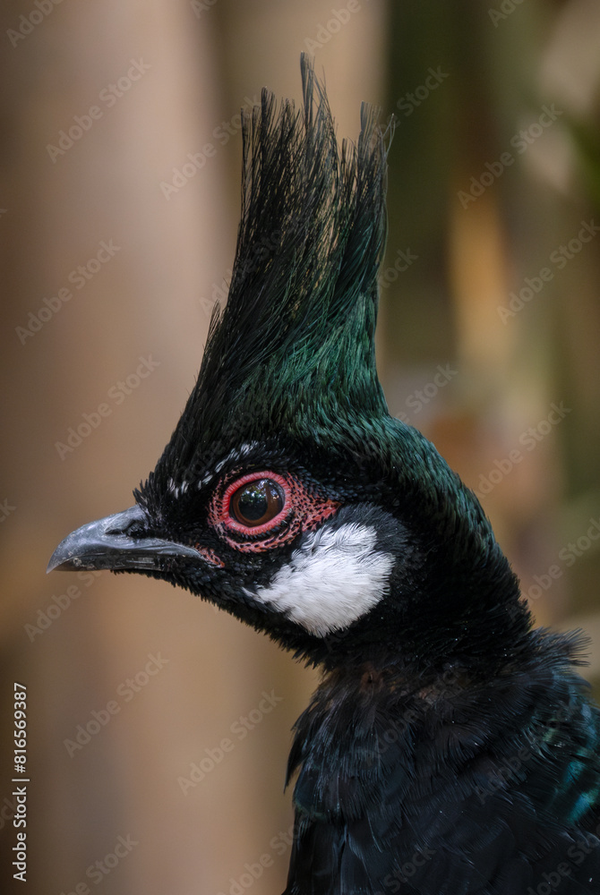 Palawan Peacock-pheasant - Polyplectron napoleonis, beautiful colored ...