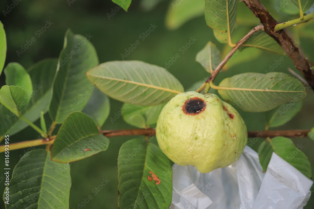 bad guava fruit on tree from bacteria in growing of organic farming ...