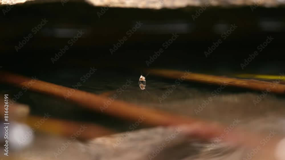 Bark louse (Psocoptera) walking on water. Macro insect in nature ...