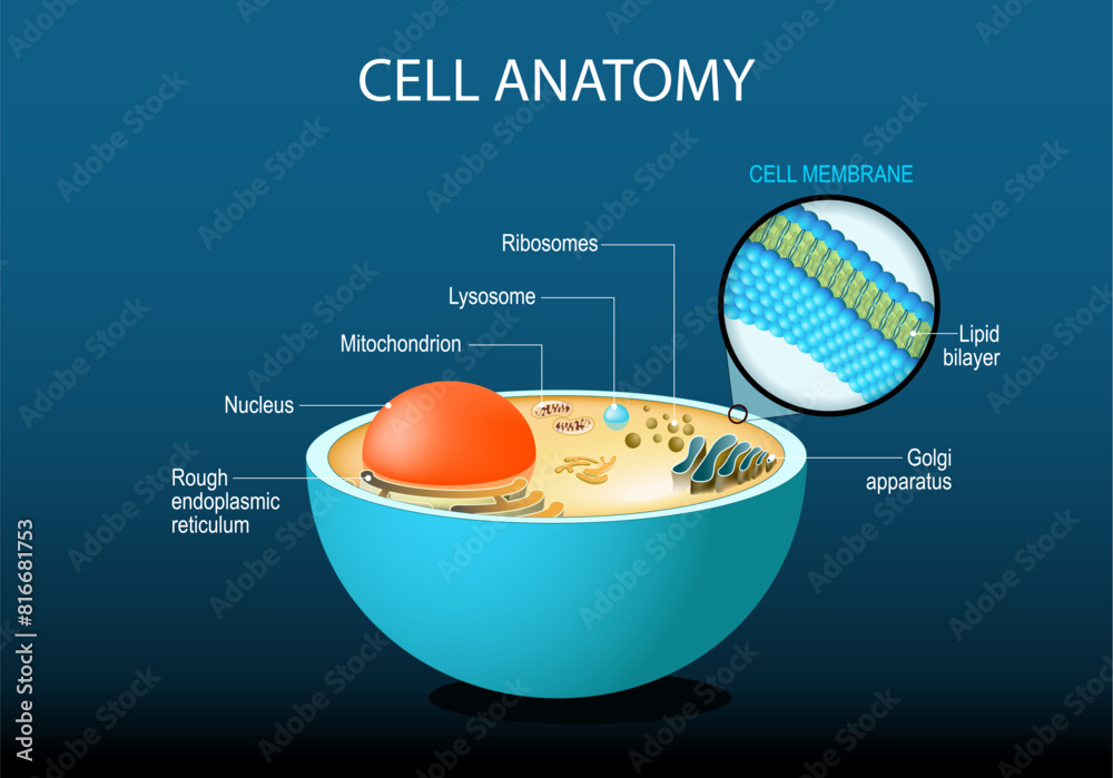 Cell anatomy. Cell structure and organelles Stock Vector | Adobe Stock