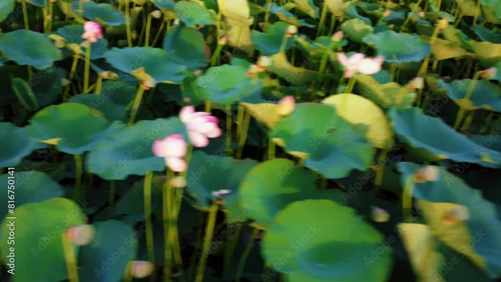 Summer pond with lotuses in Astrakhan. Natural leaf flowers. Blooming ...