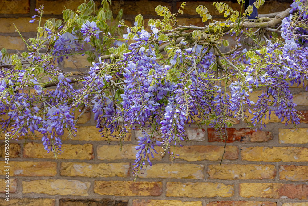 Wisteria sinensis flower or Blue rain, Wisteria is a genus of flowering ...