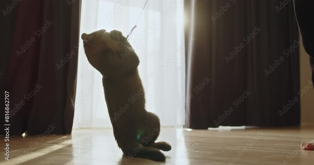 An adorable cat stands on its hind legs in a light-filled room ...