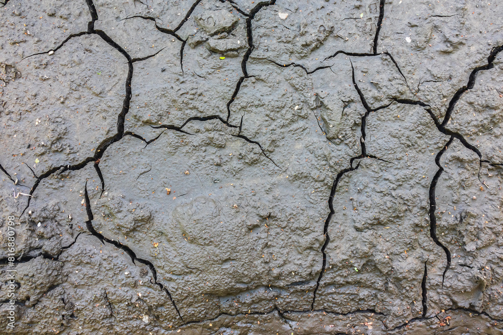 The surface of black soil with cracks when drying, top view. Fertile ...