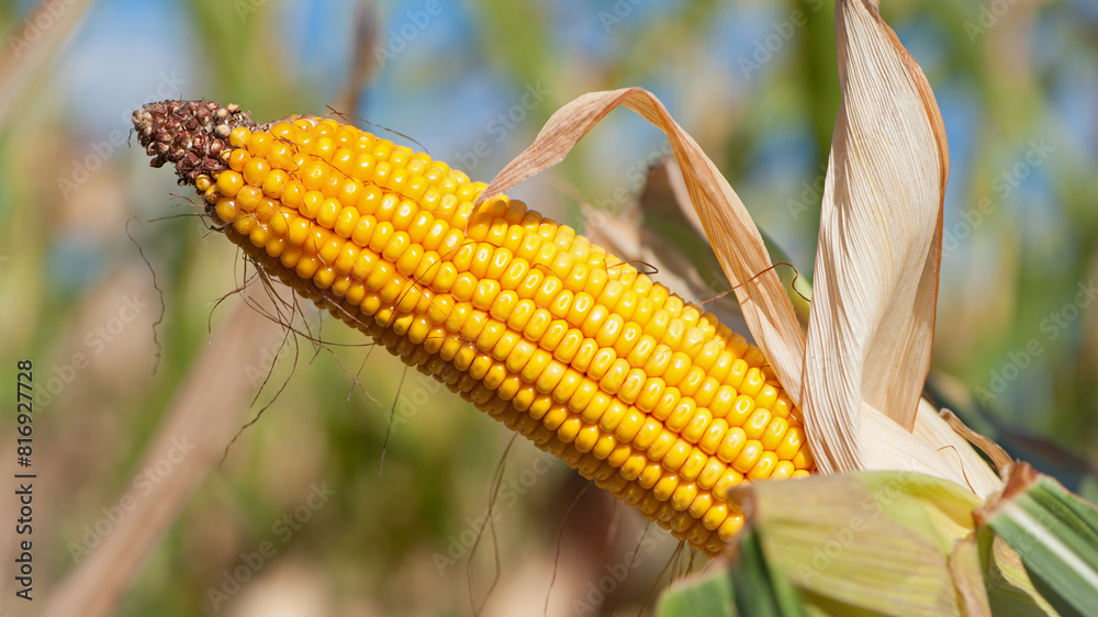 ears of corn and green leaves on a field background close-up. farm, A ...